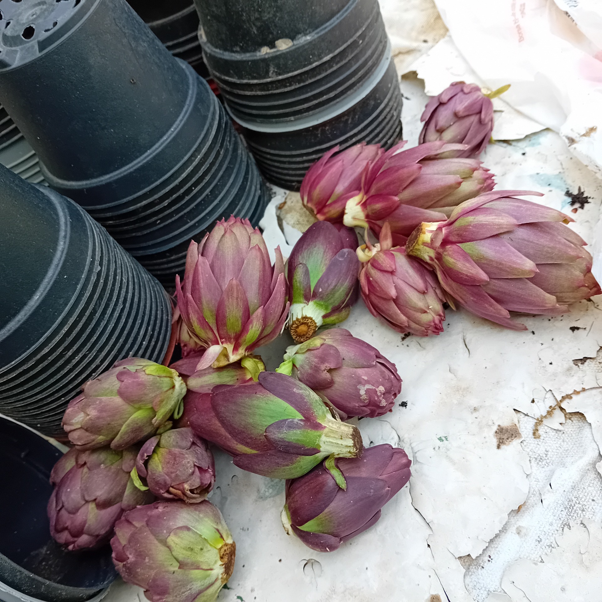 food180 by giartine180